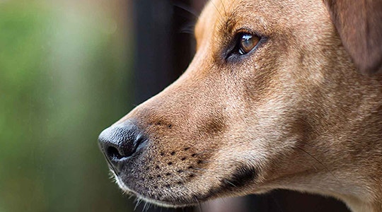 grieving dog behavior