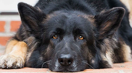 gray german shepherd