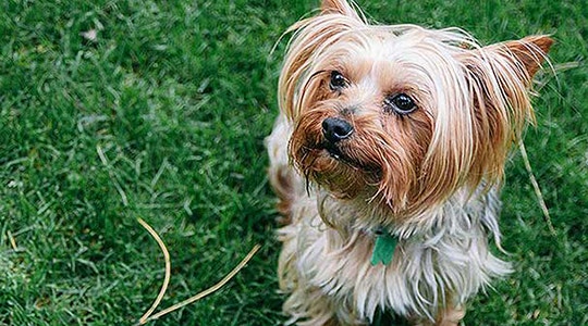 yorkie