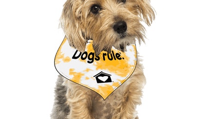 Pedigree Adoption: Every Dog Deserves a Home