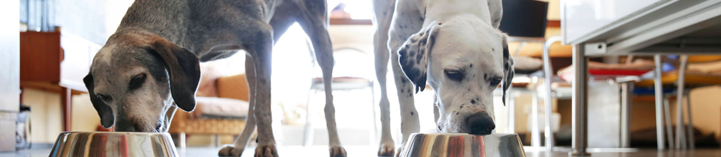 Nutritious Dog Food Made with Real Sources of Protein | PEDIGREE®