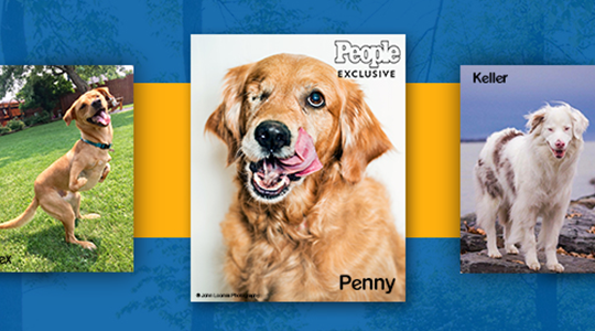2018 World’s Cutest Rescue Pet | PEDIGREE®
