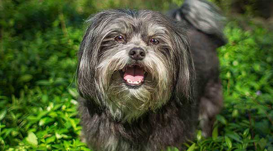 Celebrate Earth Day With Your Dog | PEDIGREE®