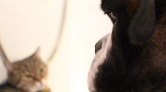 Do Boxers And Cats Mix? | PEDIGREE®