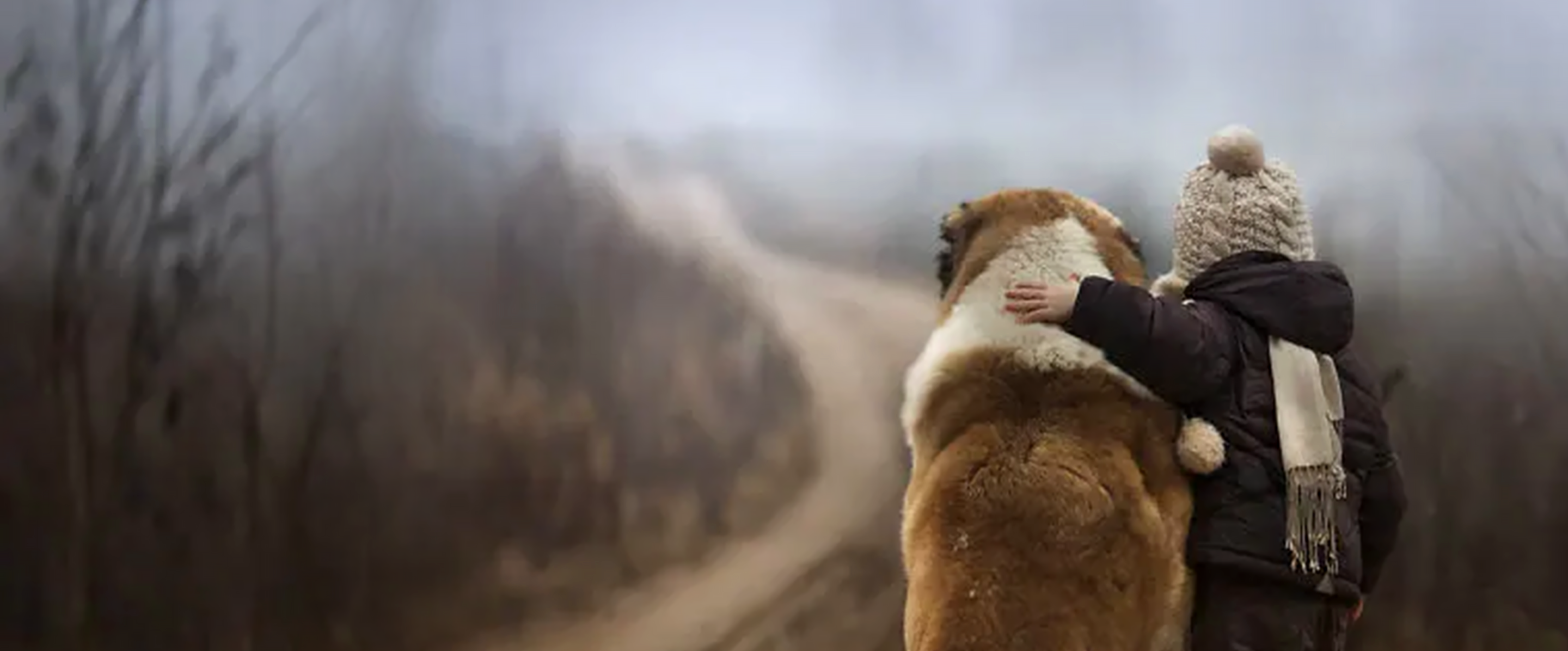 Animal Shelter Volunteer | Helping Dogs | PEDIGREE®