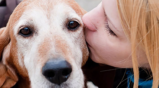 Boxers and Tail Docking: Your Questions, Answered | PEDIGREE®